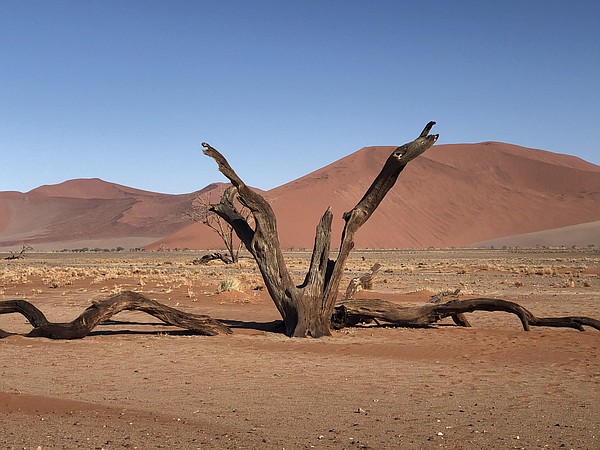 Hot on the trail of Namibia's Little Five