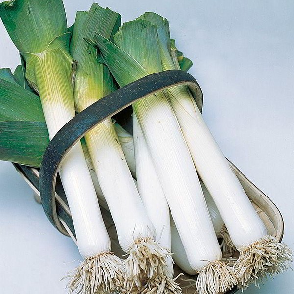 Poor man’s asparagus: winter leeks in the garden