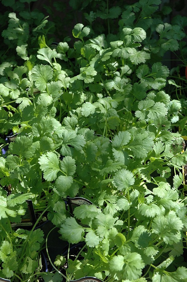 Extend Your Cilantro Harvest
