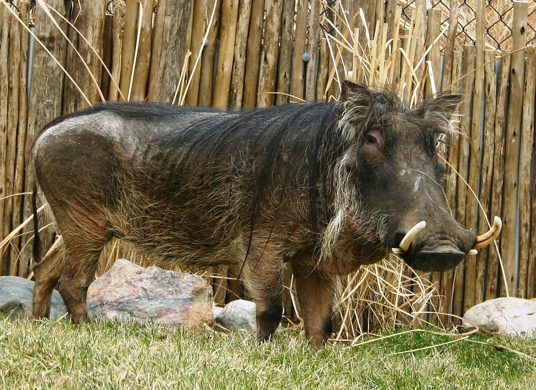 New warthogs and rare Visayan warty pigs debut May 5